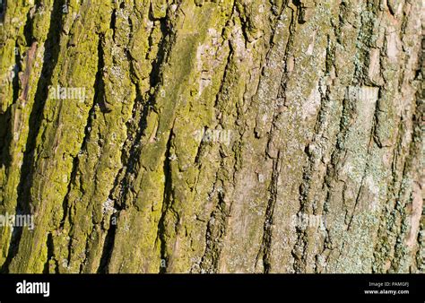 Background Texture Of Tree Bark Skin The Bark Of A Tree That Traces Cracking Stock Photo Alamy