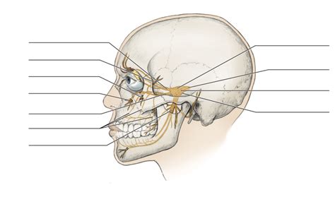 Trigeminal Nerve Diagram Quizlet