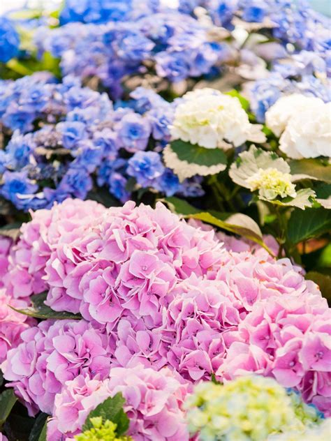Different Types Of Hydrangea Learn About Common Hydrangea Varieties
