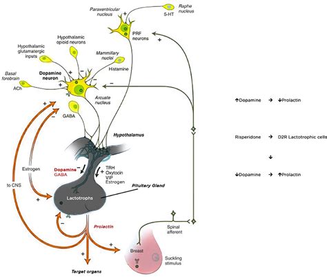 Frontiers Risperidone Induced Hyperprolactinemia From Basic To