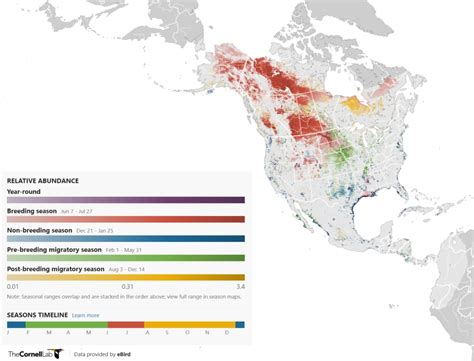 Lesser Scaup Shadetreeimaging