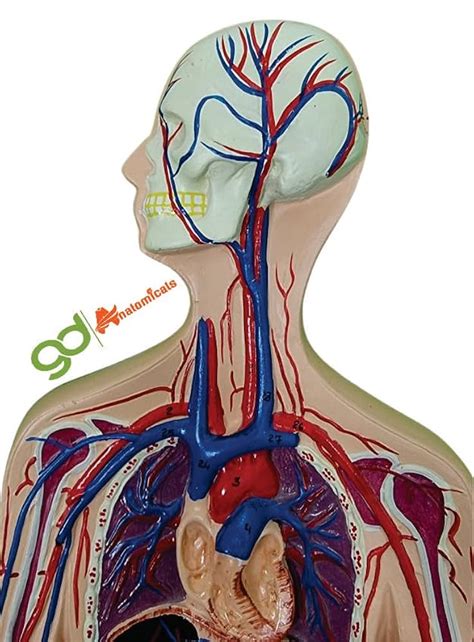 Flat Man Model Pictures