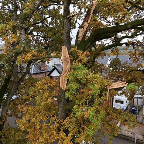 Tree Management Surveys