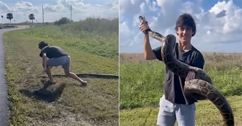 Young Man In Miami Catches A Giant Python By The Roadside
