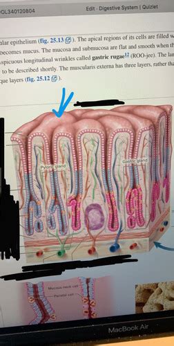 Digestive Histology Flashcards Quizlet