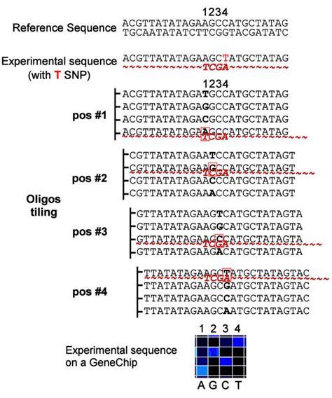 Dna Re Sequencing With A Microarray