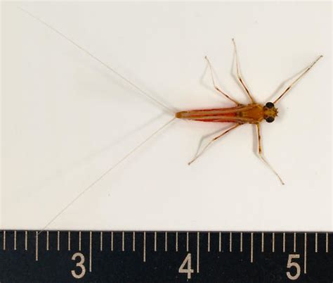 Mayfly Epeorus Vitreus Bugguidenet