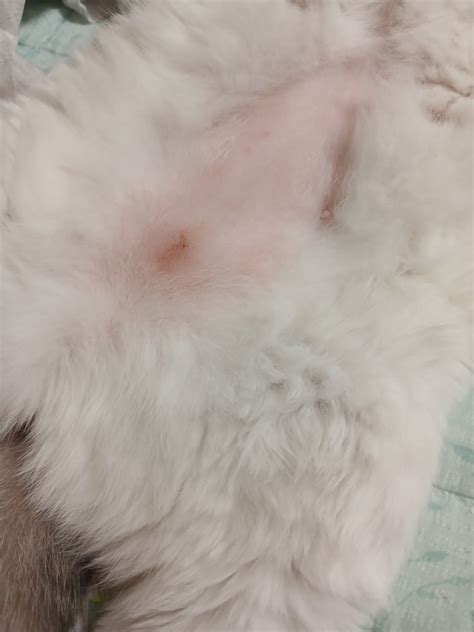 고양이 배 털 빠짐 지식in