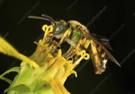 Metallic Green Bee Collecting Nectar Stock Image C0429158