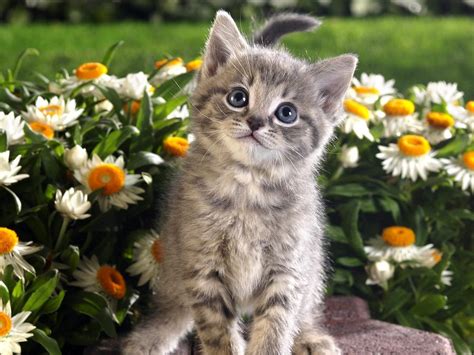 Котята на Рабочий стол