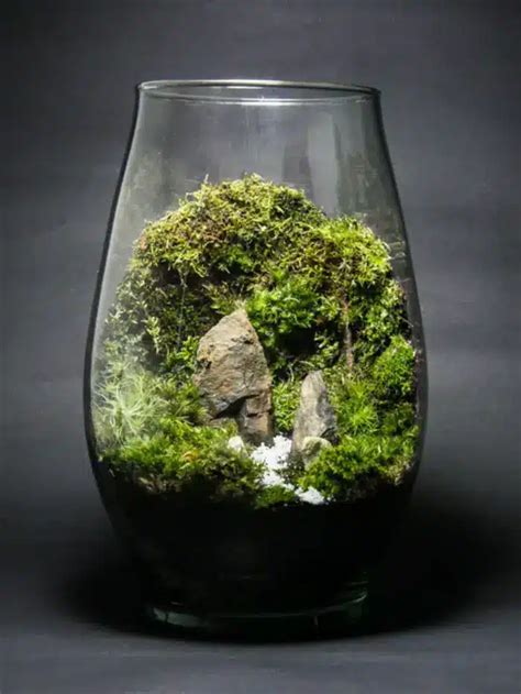 4 Types Of Moss For Your Diy Terrarium Gardenine