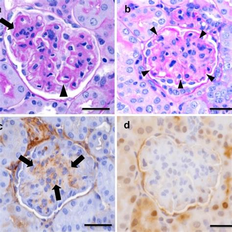 Serum Biochemistry Of Icgn And Icr Mice Treated With Niv For 4 Weeks