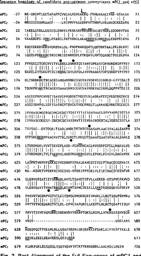 Figure 1 From Cloning And Primary Sequence Of A Mouse Candidate Prohormone Convertase Pc1