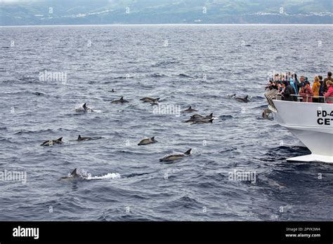 Portugal Azores Sao Miguel Island Ponta Delgada Whale Watching And