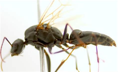 Which Ant Camponotus Bugguide Net