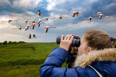 Най добрите приложения за разпознаване на птици и наблюдение на птици от мобилния ви телефон