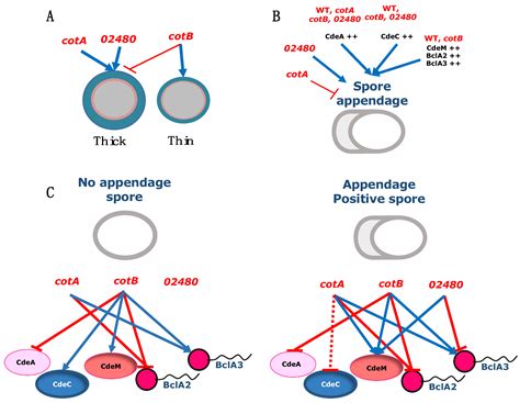 Clostridium Difficile Spore Stain Clostridium Difficile Spore Stain