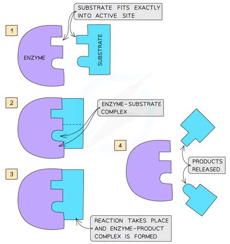 2 4 Enzymes Flashcards Quizlet
