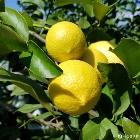 全国有多少种“柠檬”？哪个品种最好吃？今天全读懂，来涨知识了 新鲜水果 什么值得买