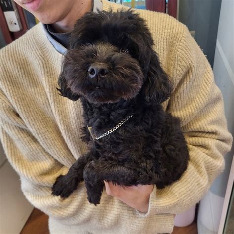 푸들 딱지 래브라도리트리버입양 닥스훈트입양 도베르만입양 말티치입양 말티폼입양 빠삐용입양 사모예드입양 스피츠입양 시바견입양 시베리안허스키입양 시츄입양 요크셔테리어입양 웰시코기