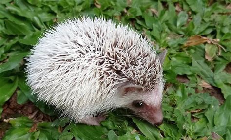 Landak Mini Karakteristik Dan Cara Perawatannya Danusyakti