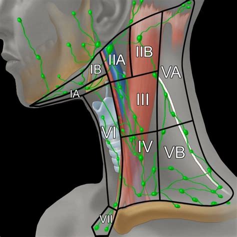 Lymph Nodes In Neck Levels Endocrine Head And Neck Surgery Sydney Dr