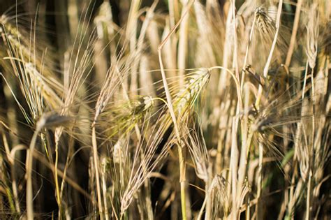 밀 필드입니다 황금 밀의 귀 닫습니다 아름 다운 자연 일몰 풍경입니다 빛나는 햇빛 아래 농촌 풍경입니다 초원 밀 필드의 귀를