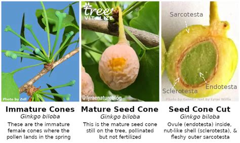 24 Different Types Of Ginkgo Trees And Their Identifying Features