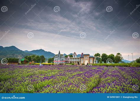 Wedding Studios In Lavender Fields Editorial Photo Image Of Guests Contestant
