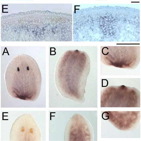 Expression Pattern Of Hsp Genes In D Japonica A D Whole Mount In Download Scientific