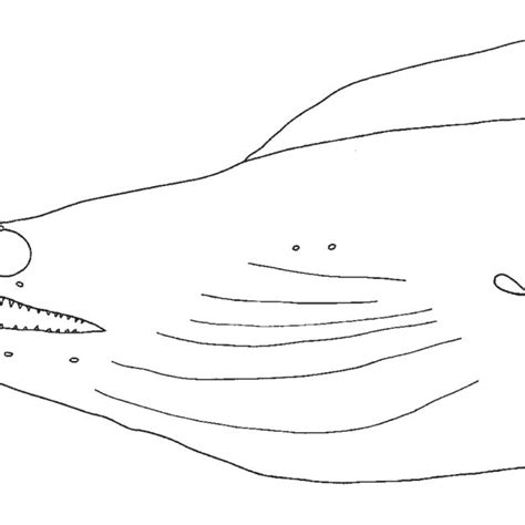 Drawing Of The Head Showing The Distribution Pattern Of Cephalic