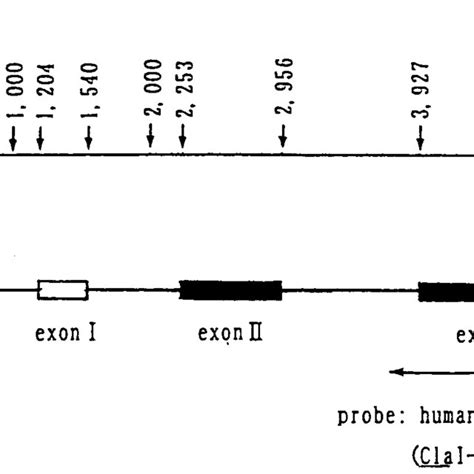 Restriction Map Of Chicken C Myc Oncogene The Open Box Represents Exon