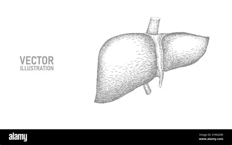 Drawing Line Art Anatomical Human Liver Silhouette Healthy Medicine