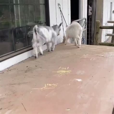 Tree Of Logic On Twitter Me When Red Pillers Jump Into My Replies To Defend Their Internet