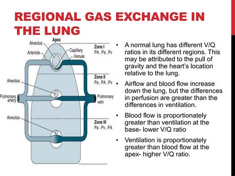 Ventilation Perfusion Relationships Pptx