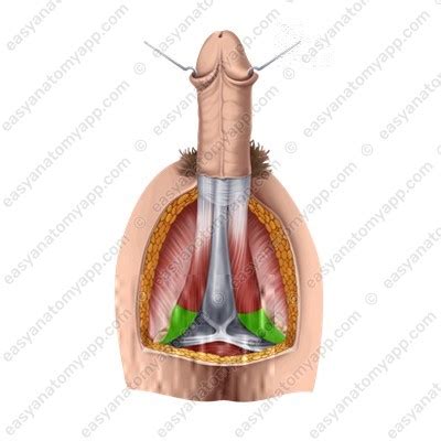 Anatomy Of The Penis Easy Anatomy 3d