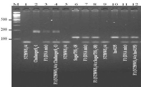 Gel Electrophoresis Showing Presence Polymorphic Patterns Between Download Scientific Diagram