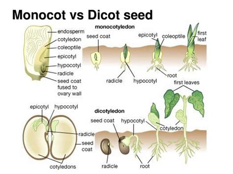 جوانه زنی بذر و عوامل موثر در جوانه زدن دی مگ جوانه زنی بذر و عوامل