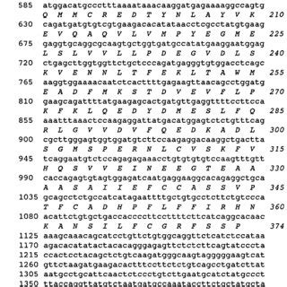 Sequences Of SPI6 And MBM2A A CDNA And Polypeptide Sequence Of SPI6 Download Scientific