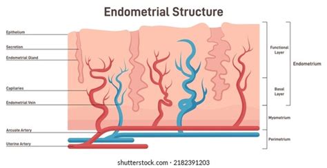 Female Reproductive System Healthy Endometrial Structure Stock Vector