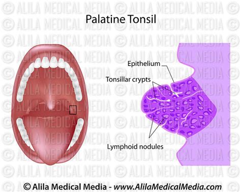Alila Medical Media Lymphatic System Images