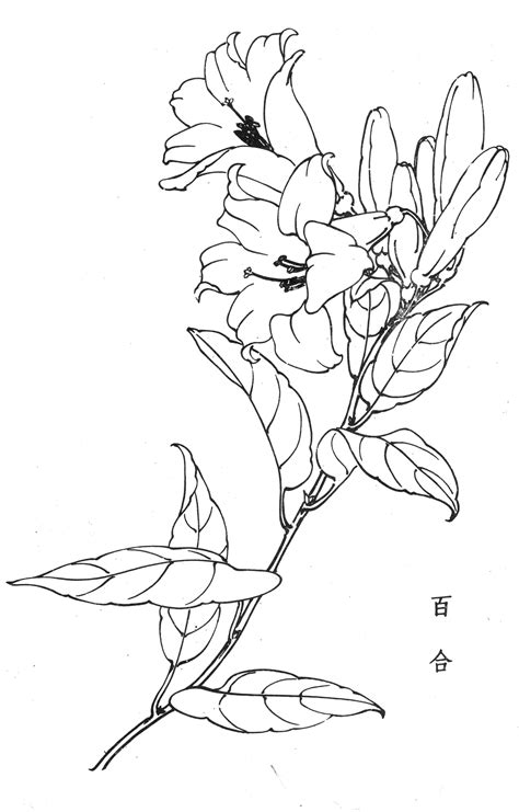 工笔画白描百花 工笔画白描山茶花 伤感说说吧
