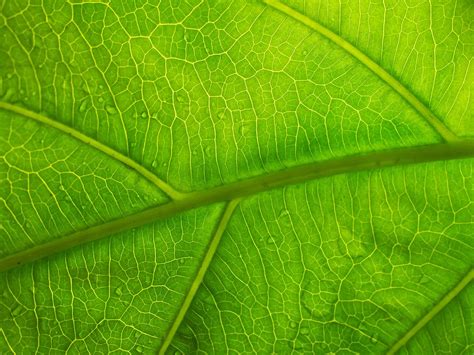 Leaf Structure Vii From A Recent Trip To The Mt Coot Tha B… Flickr