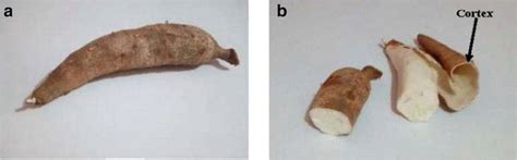 Photographs Of A Cassava Root B Raw Cassava Cortex Arrowed Omah Et