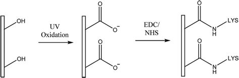 Functionalization Process Surface Modification Of Evoh 29 And 44 And