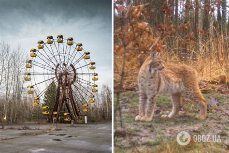У Чорнобильській зоні фотопастка зафіксувала пухнатого хижака з китичками на голові Читайте на