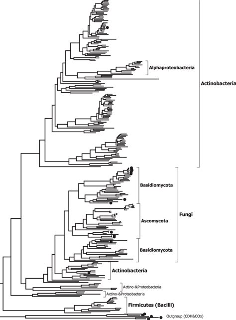 Maximum Likelihood Tree Of The Currently Known Sequence Space Of Pox
