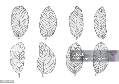 구아바 잎 라인 단일 잎 및 잎 패턴 검은 색 흰색 배경 일러스트 벡터 장식 개념에 대한 스톡 벡터 아트 및 기타 이미지 개념 검은색 계획 Istock
