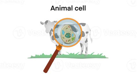 Animal Cell Anatomy Biological Animal Cell With Organelles Cross