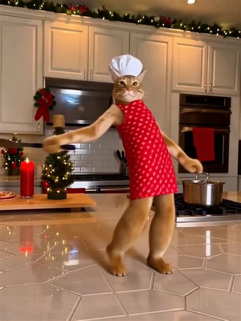 Holiday Vibes In The Kitchen Catmeme Catdance Swaydance Christmasc